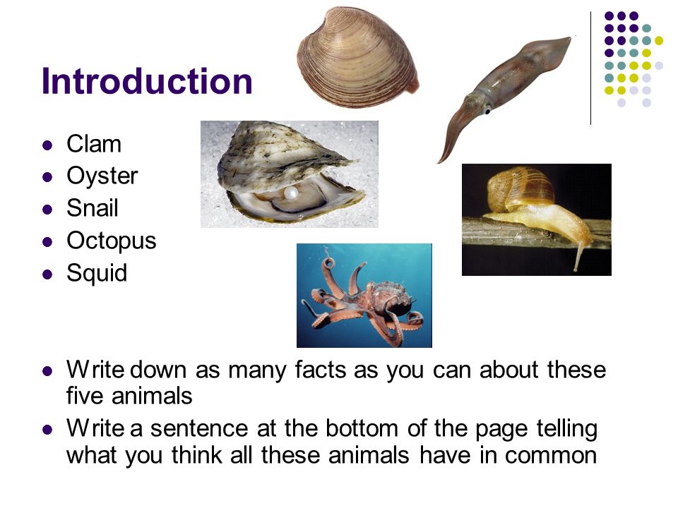 What do snails and oysters have in common?