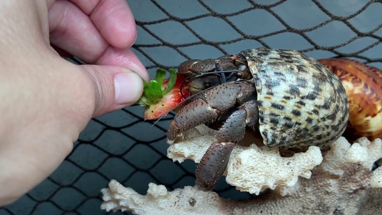 What do strawberry hermit crabs eat?