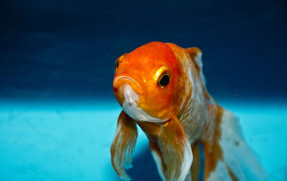 What do stressed fish look like?