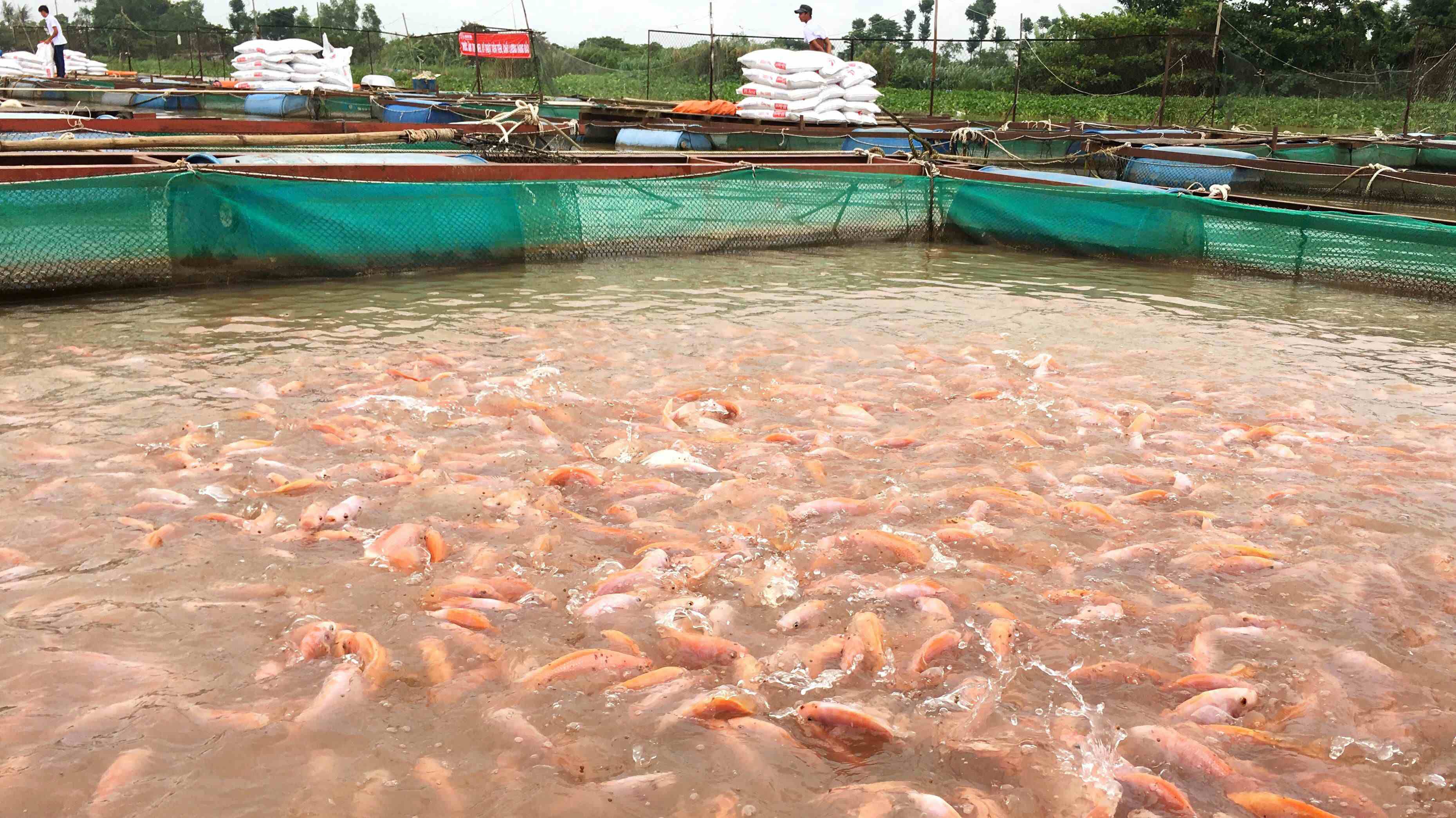 What do the Chinese feed their farm-raised fish?