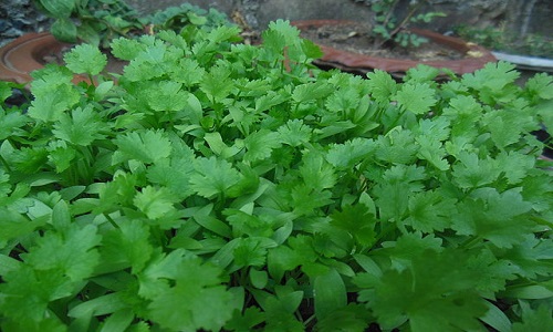 What do the Italians call cilantro?