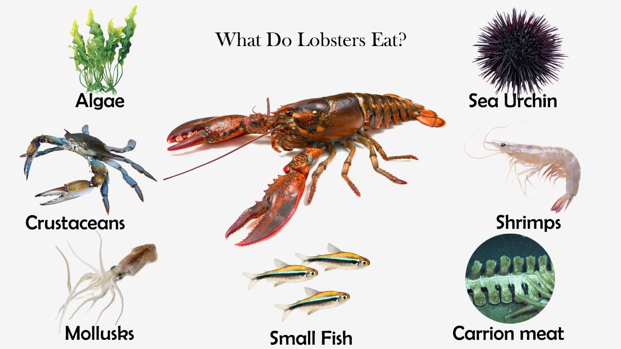 What do they feed lobsters in tanks?