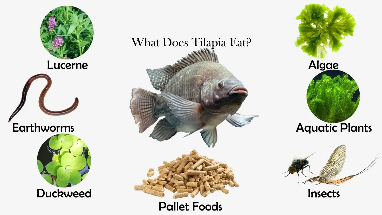 What do tilapia eat in captivity?