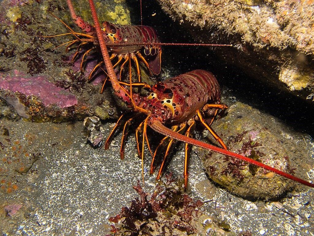 What do warm water lobsters eat?