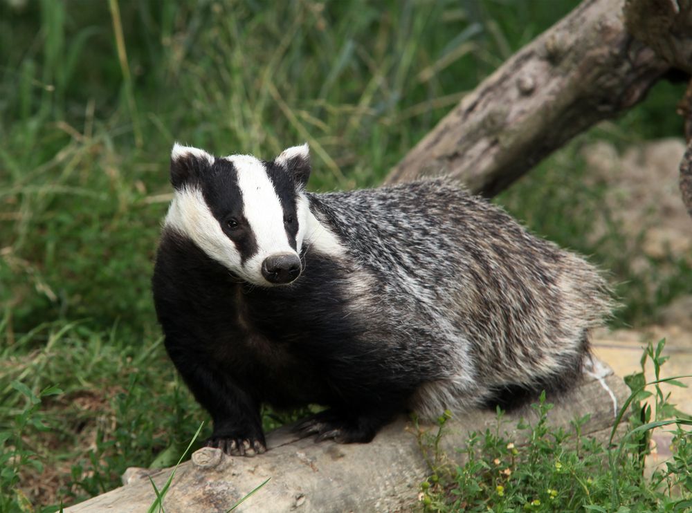 What do you call a Badgers home?
