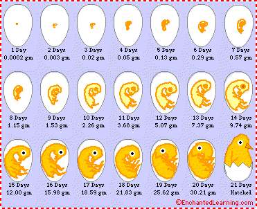 What do you call a developing egg?