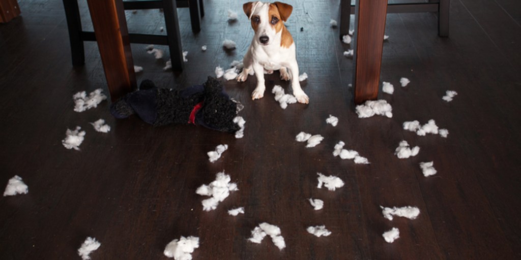 What do you do if your dog eats something unknown?