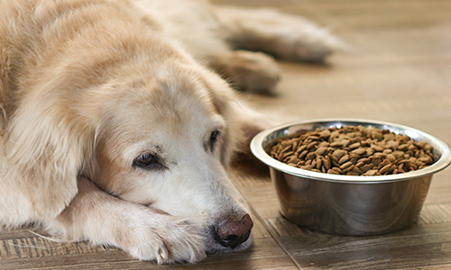 What do you do if your dog won't eat dry food?