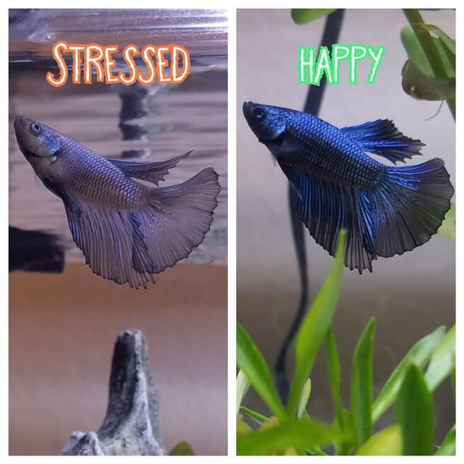 What do you do when your betta fish loses its color?