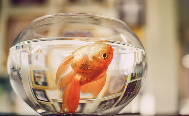 What do you do when your fish is dying slowly?