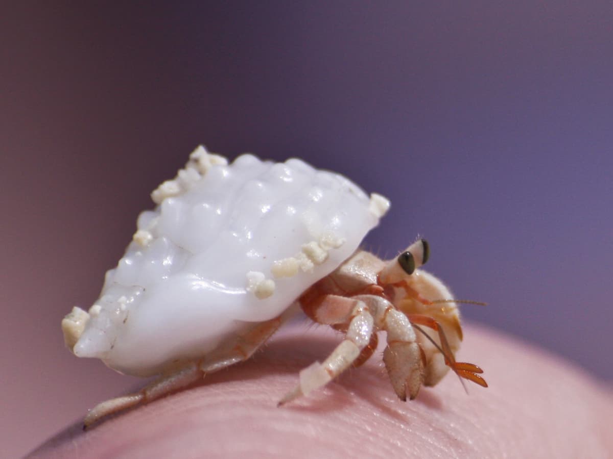 What do you do when your hermit crab is molting?