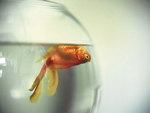 What do you do with a dying fish in a tank?