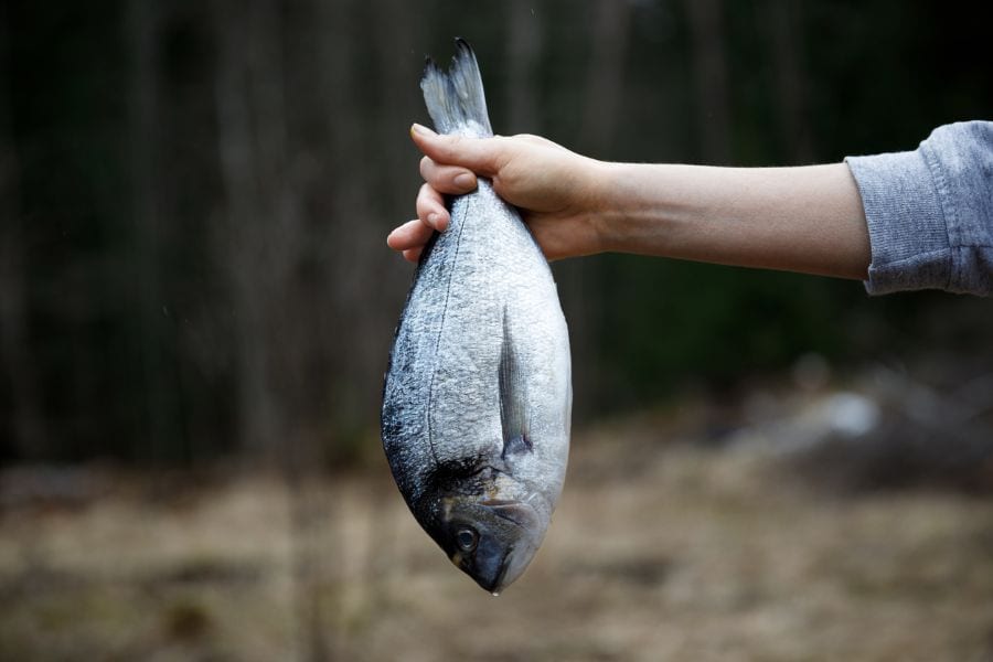 What do you do with fish carcass when camping?