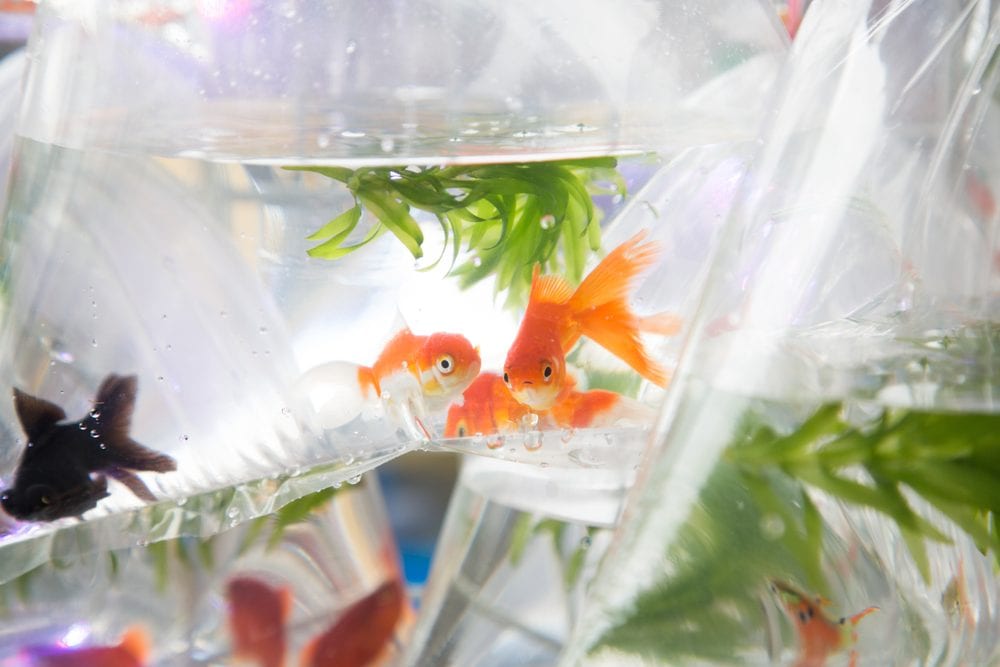 What do you do with live fish when you bring them home?