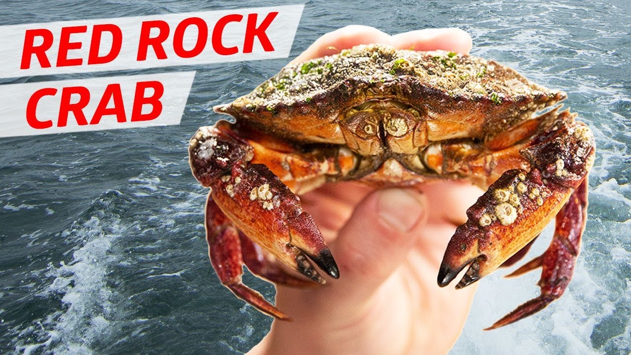 What do you do with red rock crabs?
