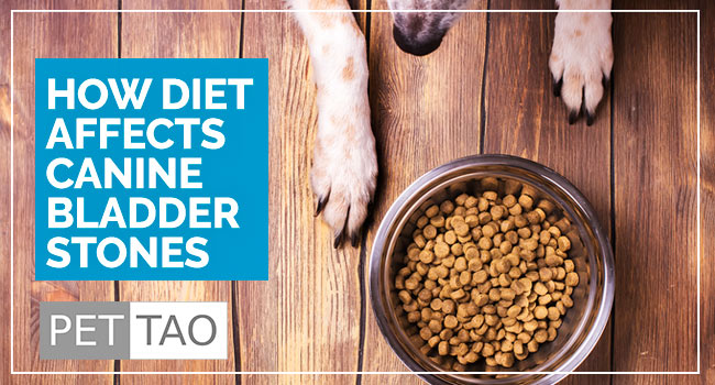 What do you feed a dog with bladder stones?