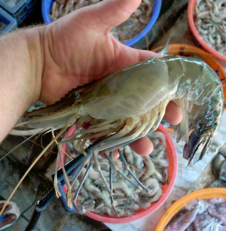 What do you feed freshwater prawns?
