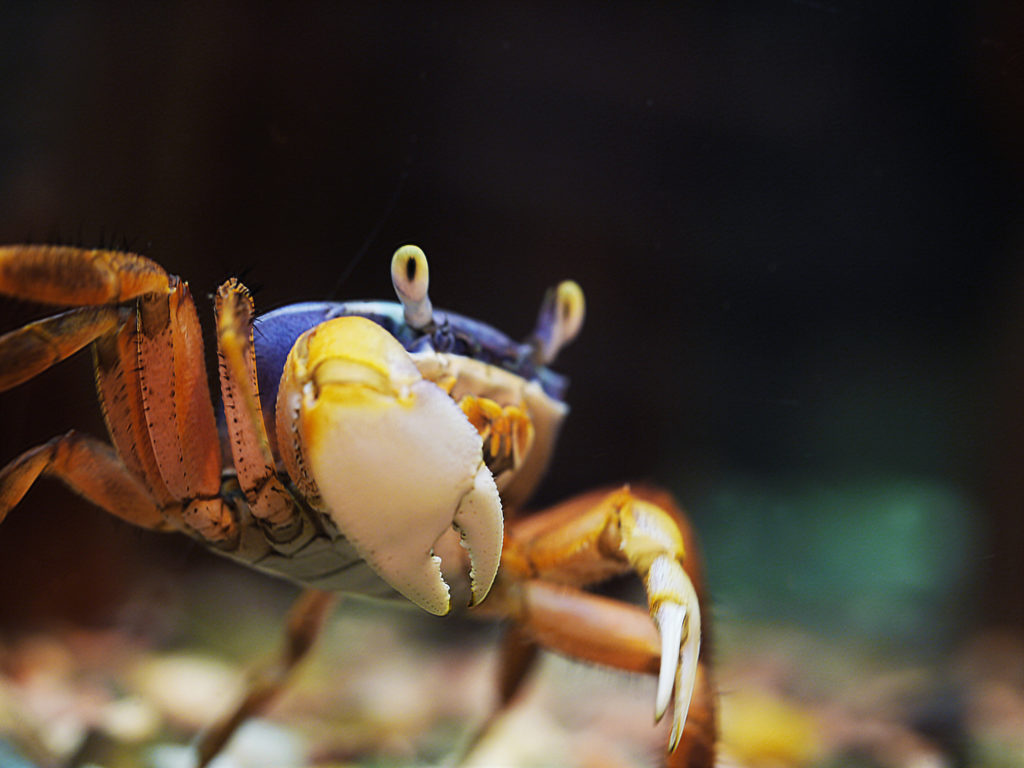 What do you feed saltwater crabs?