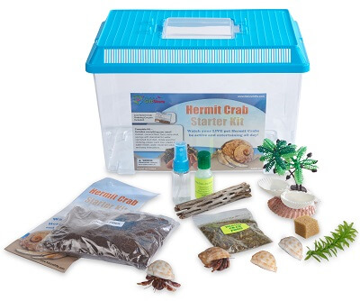 What do you get with hermit crab starter kit?