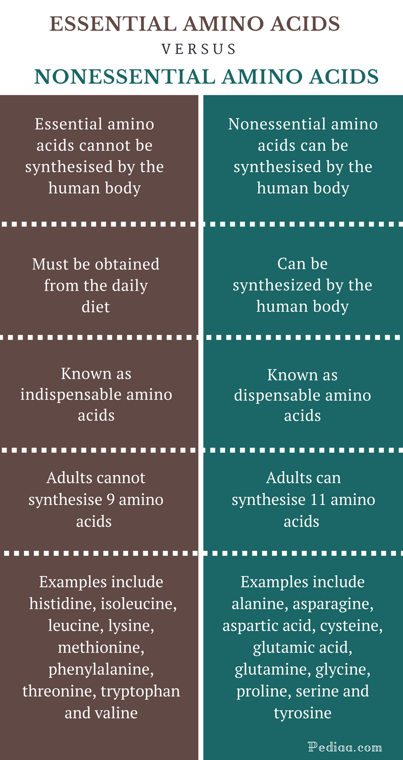 What do you mean by essential amino acids?