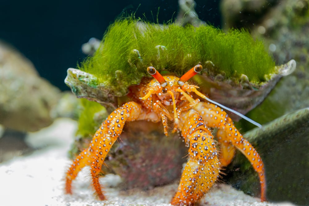 What do you need for a saltwater crab?