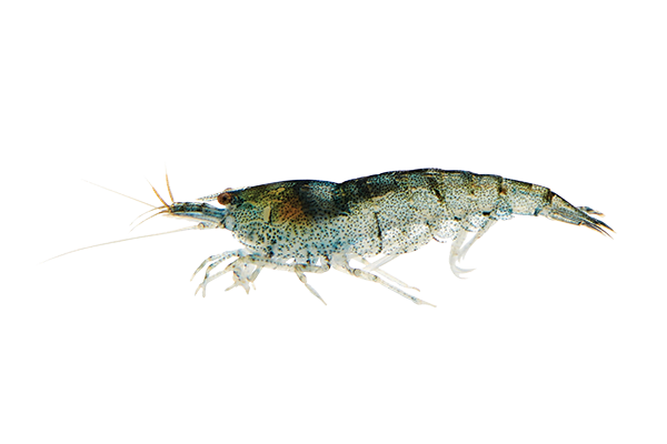 What do you need for freshwater shrimp?