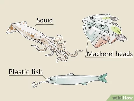 What do you need to catch a halibut?