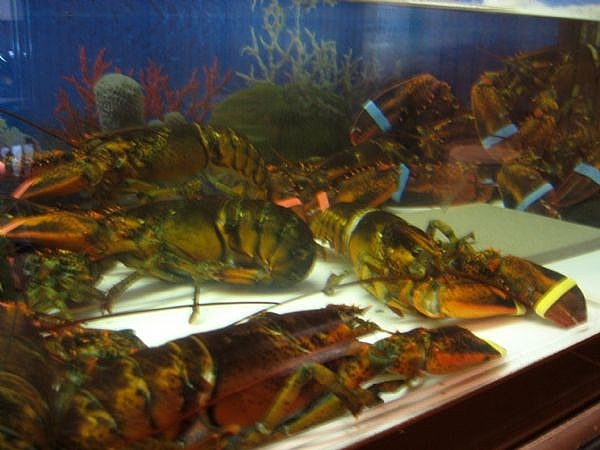 What do you put in a lobster tank?