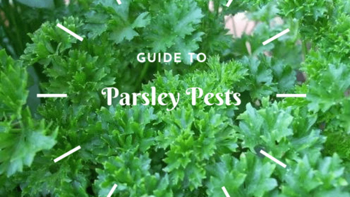 What do you spray on parsley?