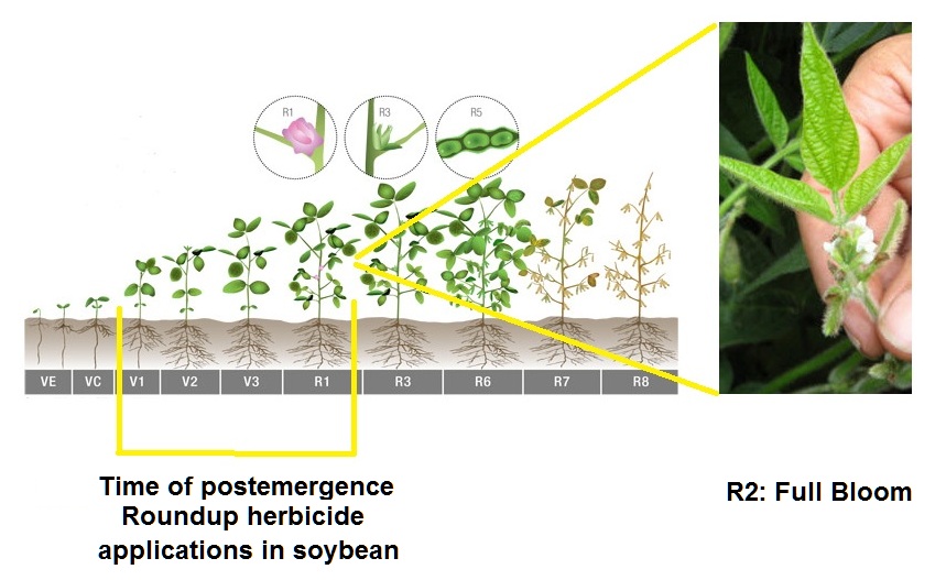 What do you spray on Roundup Ready soybeans?