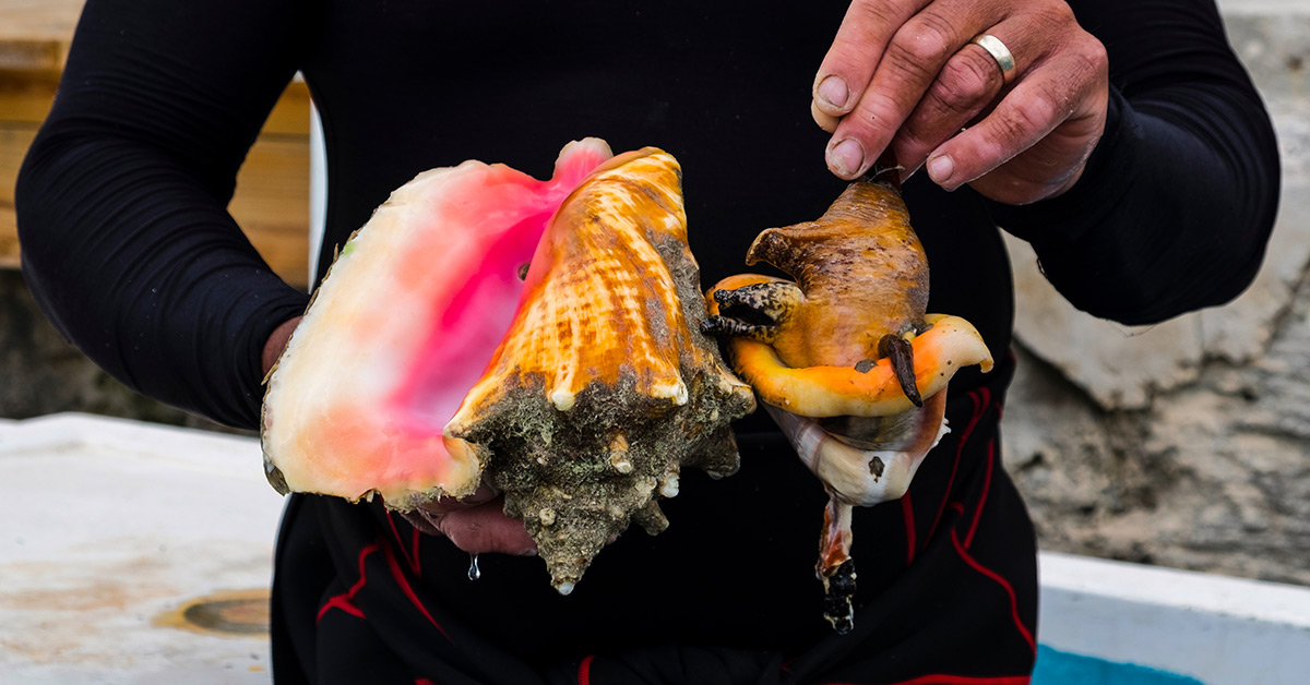 What does a conch taste like?