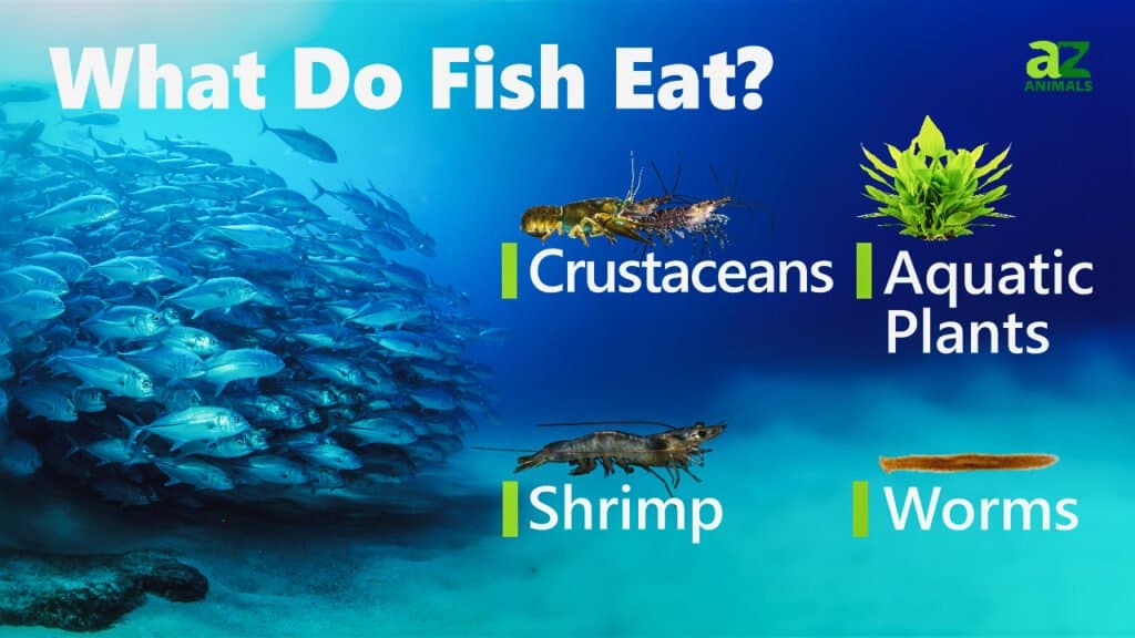 What does a fish eat?