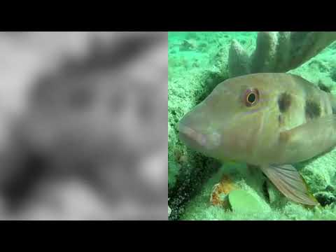 What does a fish's eyesight look like?