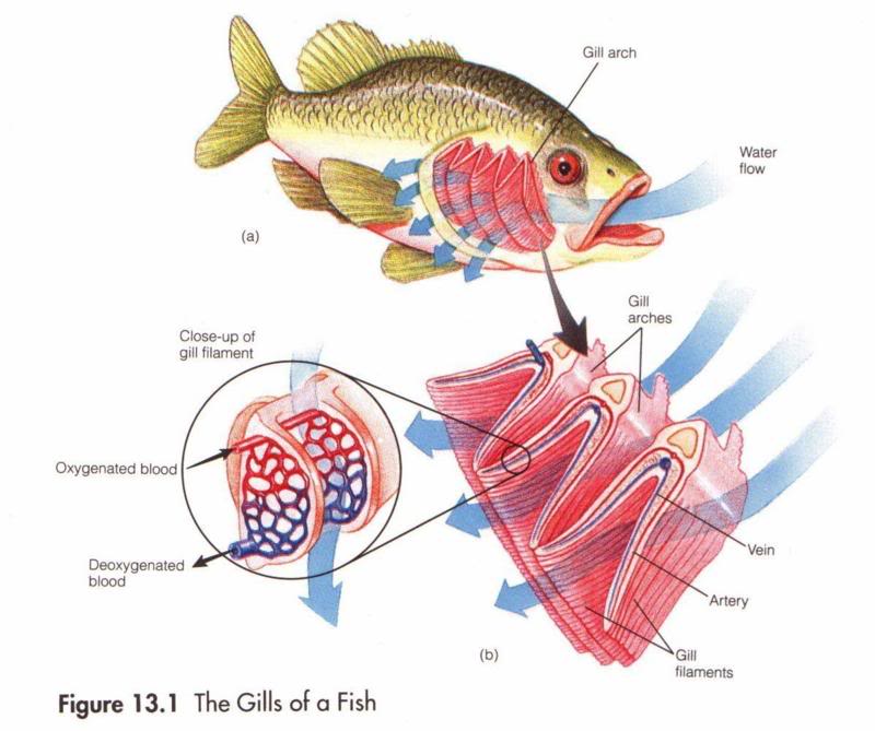 What does a gill look like on a fish?