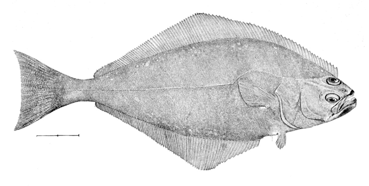 What does a halibut fish look like?