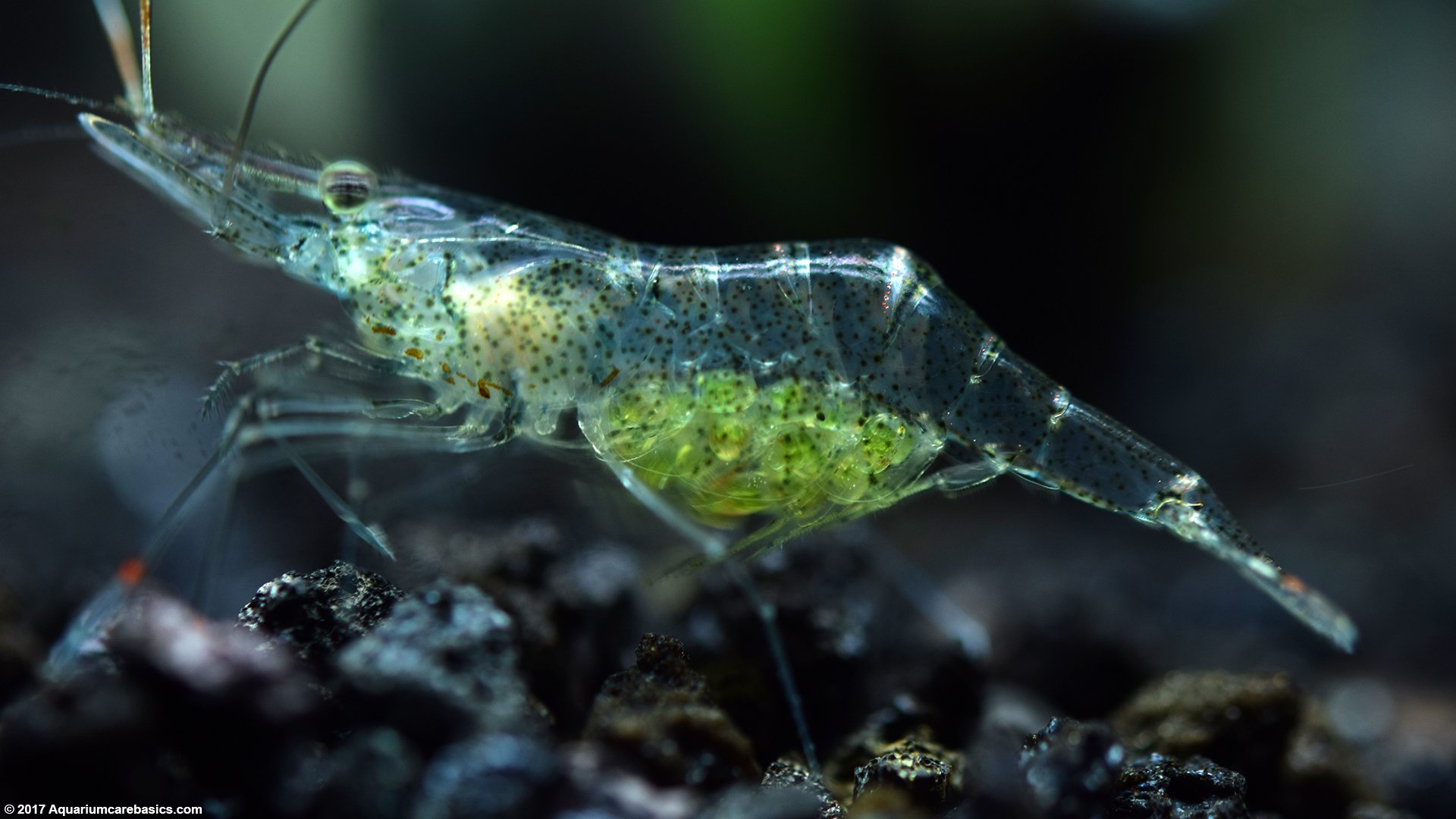 What does a healthy ghost shrimp look like?