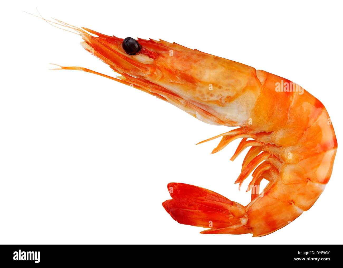 What does a King Prawn shell look like?