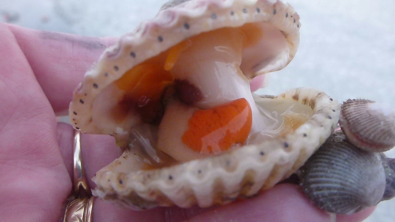What does a scallop look like when it's living?