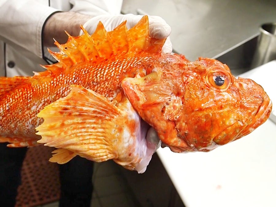 What does a scorpion fish eat?
