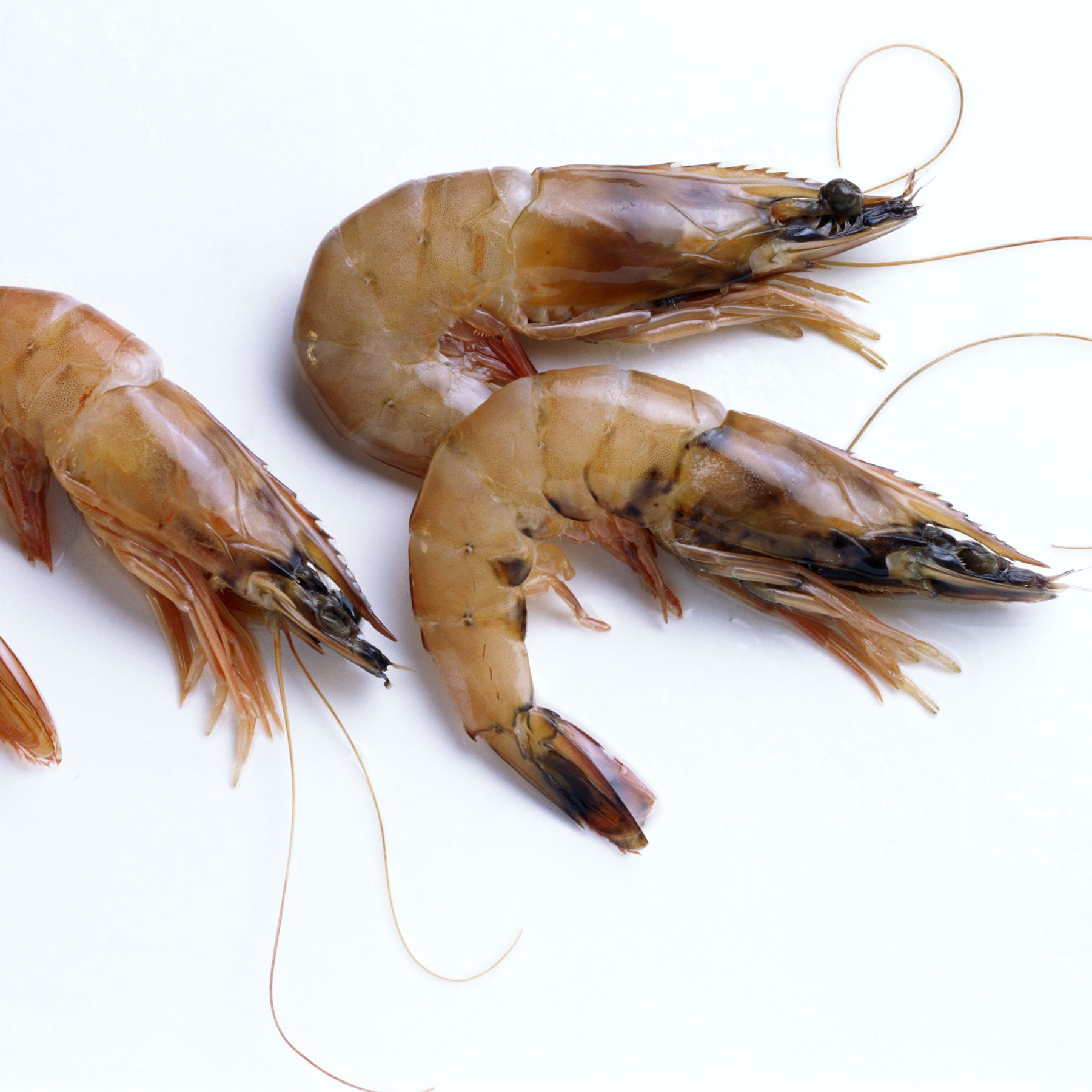 What does a shrimp look like?