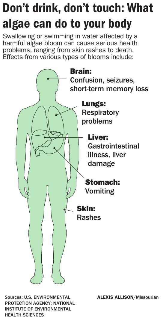 What does algae do for your body?