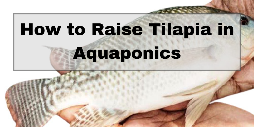 What does aquaponics tilapia eat?