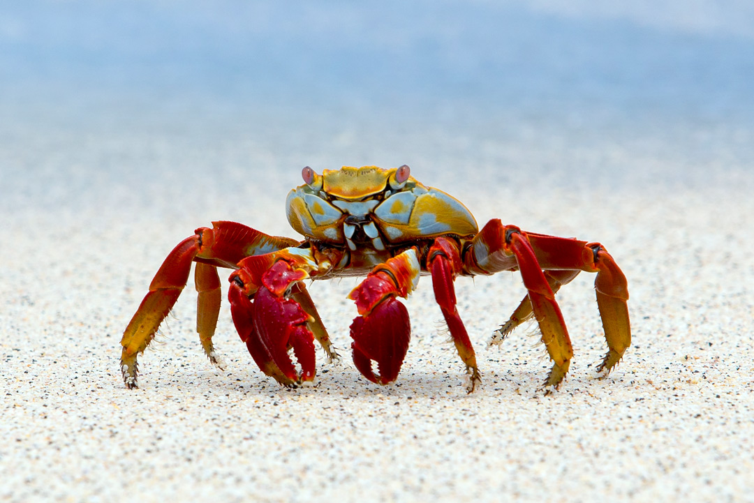 What does being called a crab mean?