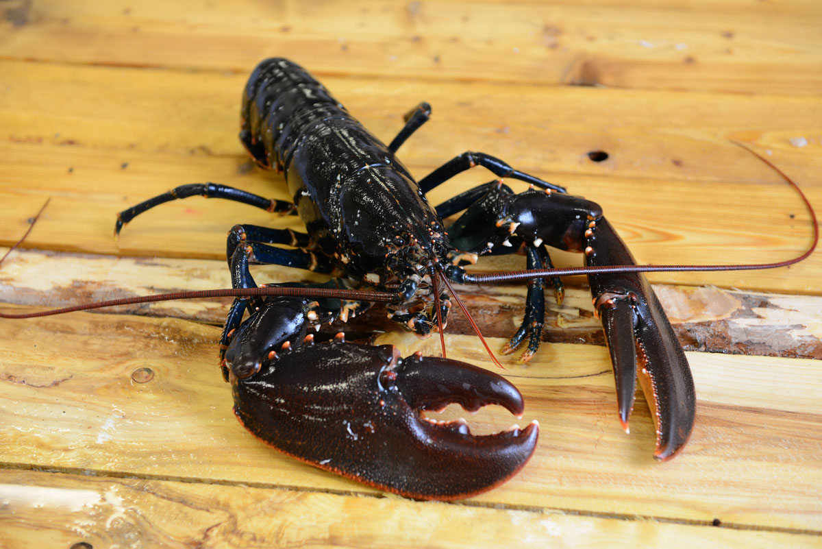What does black lobster mean?