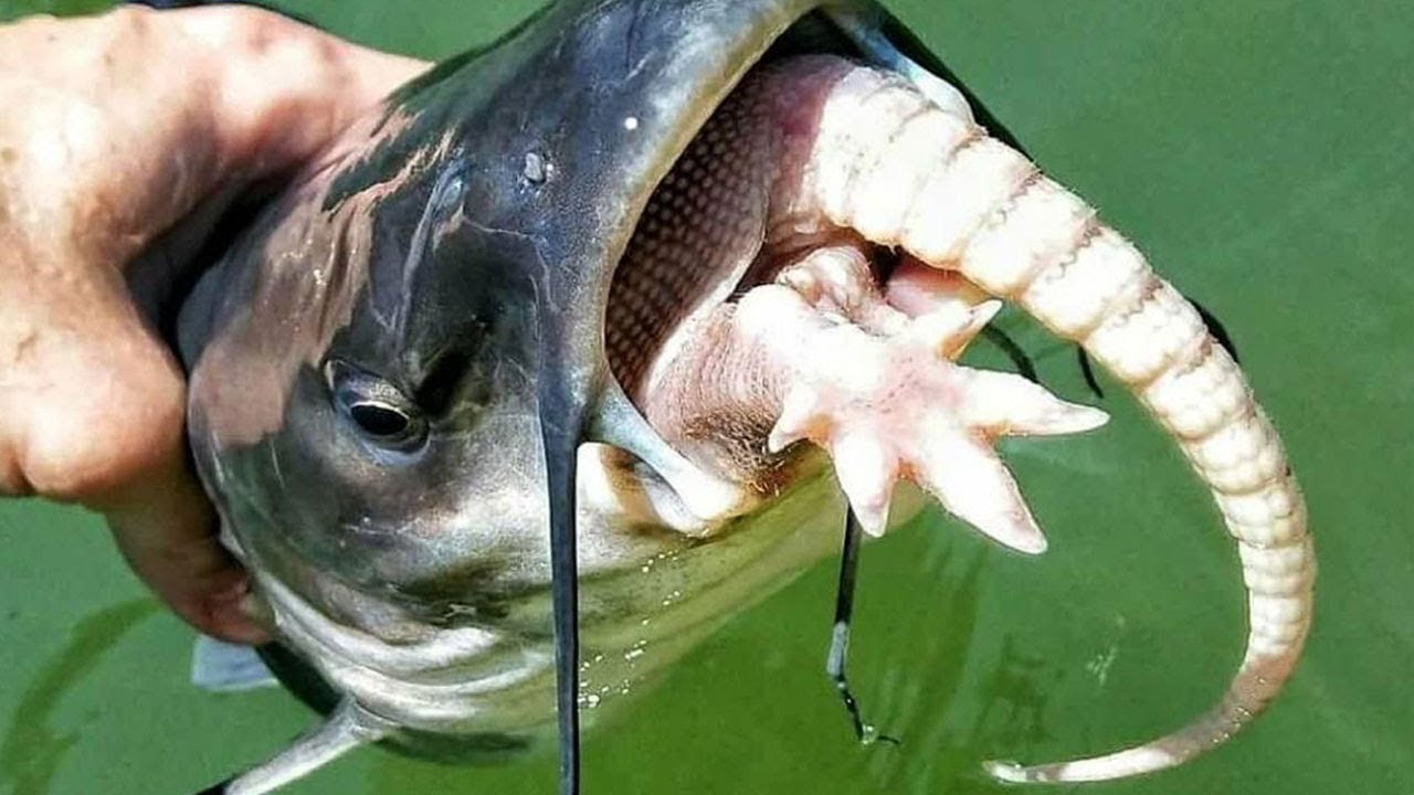 What does catfish like to eat?