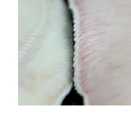 What does chalky Pacific halibut look like?