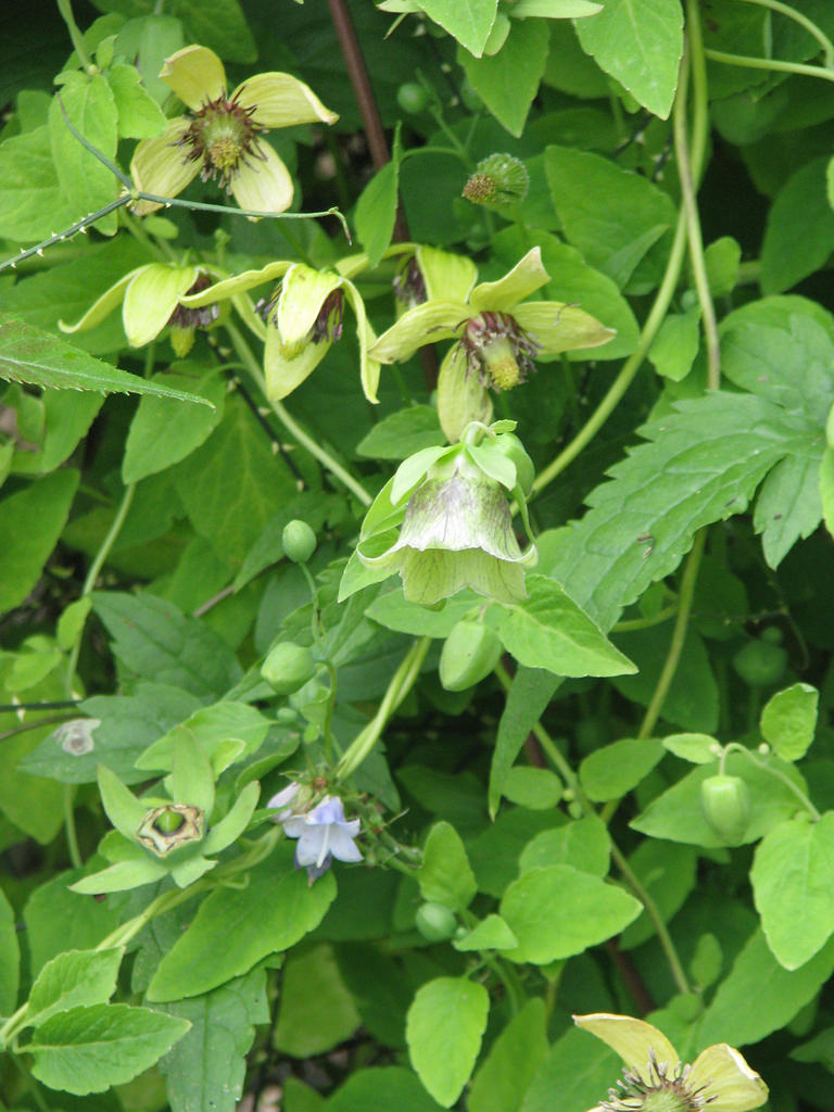 What does codonopsis taste like?