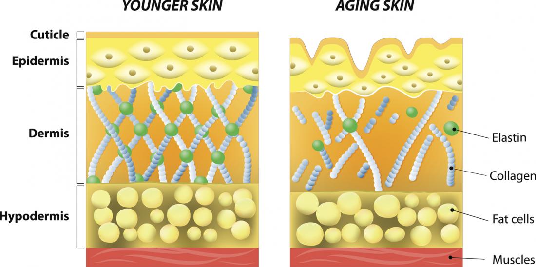 What does collagen do in tissue?