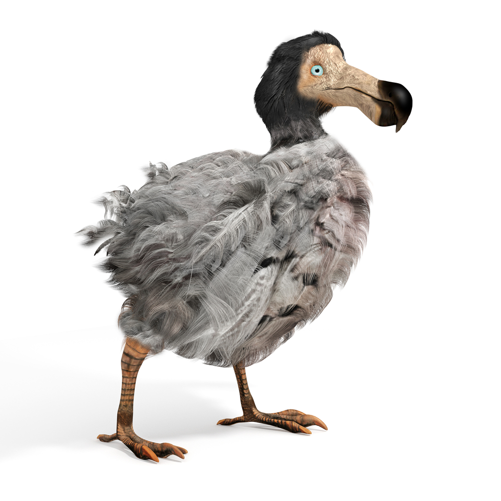 What does Dodo mean in slang?