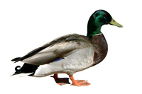 What does duck mean in British slang?